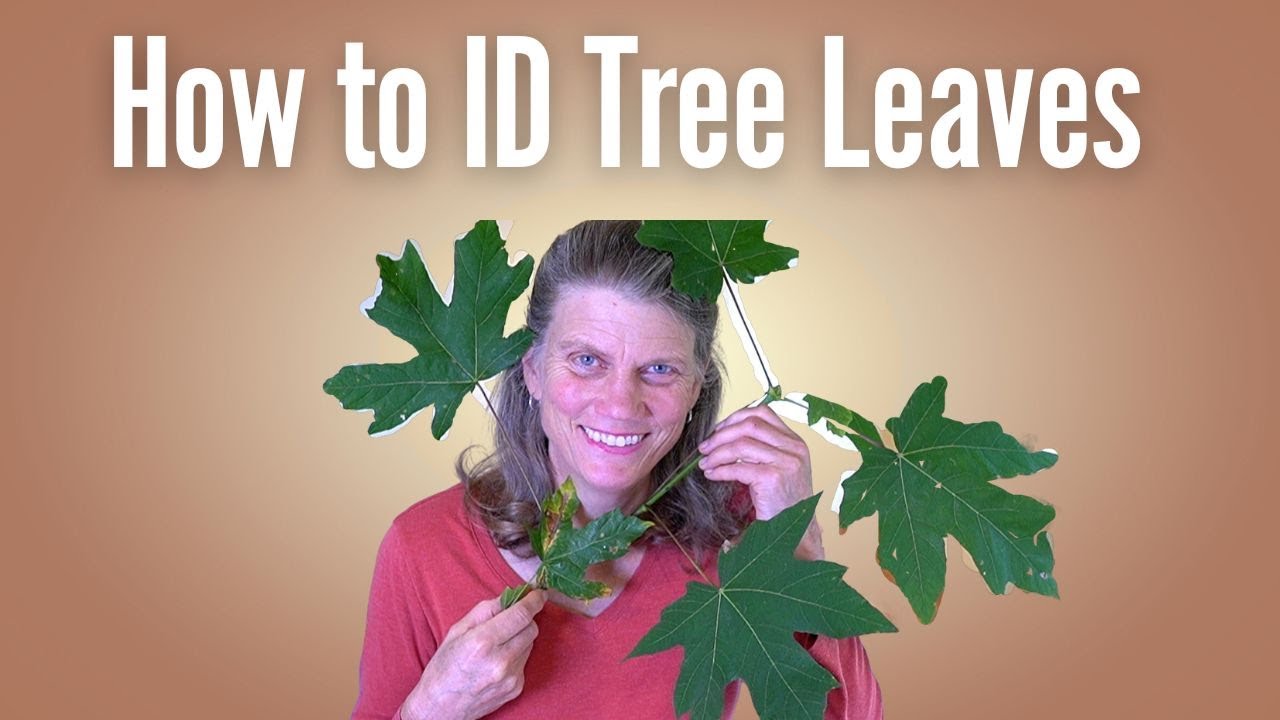 How to Identify Trees by their Leaves - Maple, Alder and more