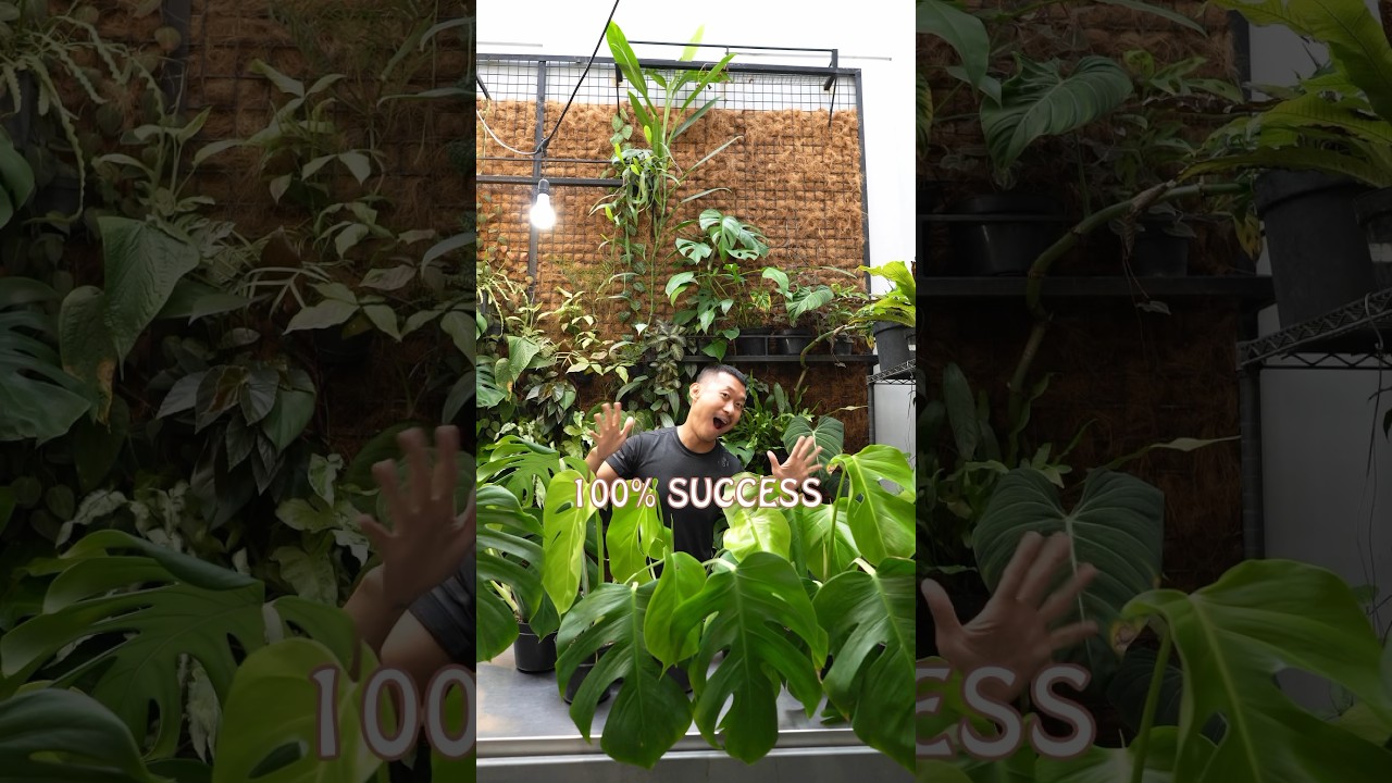 MONSTERA Propagation with 100% SUCCESS | Watch Me Turn a sad 😢 Plant into 11 Happy 🤓babies!