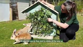 Make your own: Rabbit forage weave | Woodgreen Pets Charity