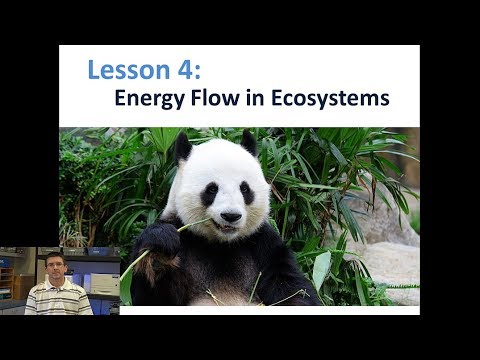 Lesson 5.4.4 - Energy Flow in Ecosystems