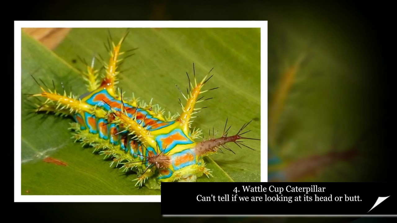 17 Incredible Insects You Won’t Believe Exist