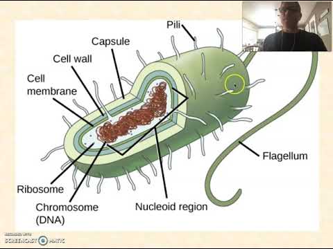 BIO3015 Episode 008: Archaea