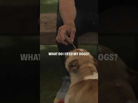 What does Cesar Millan feed his dogs?
