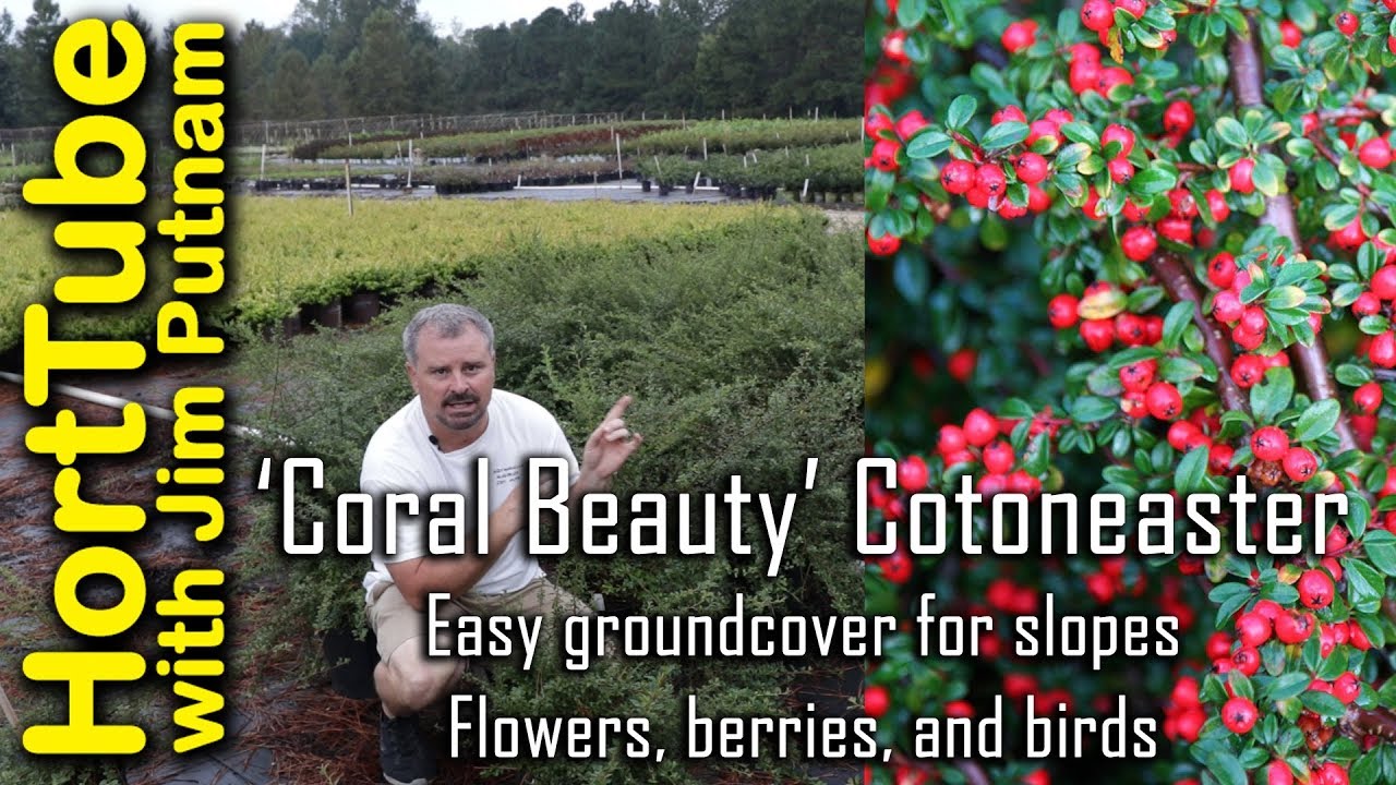 'Coral Beauty' Cotoneaster - Erosion Control, Flowers, Berries, and Birds🐦🌼