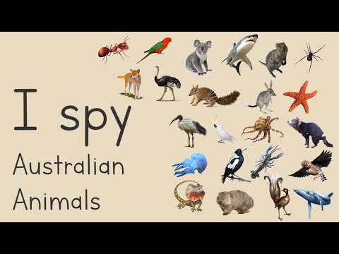 I Spy Australian Animals