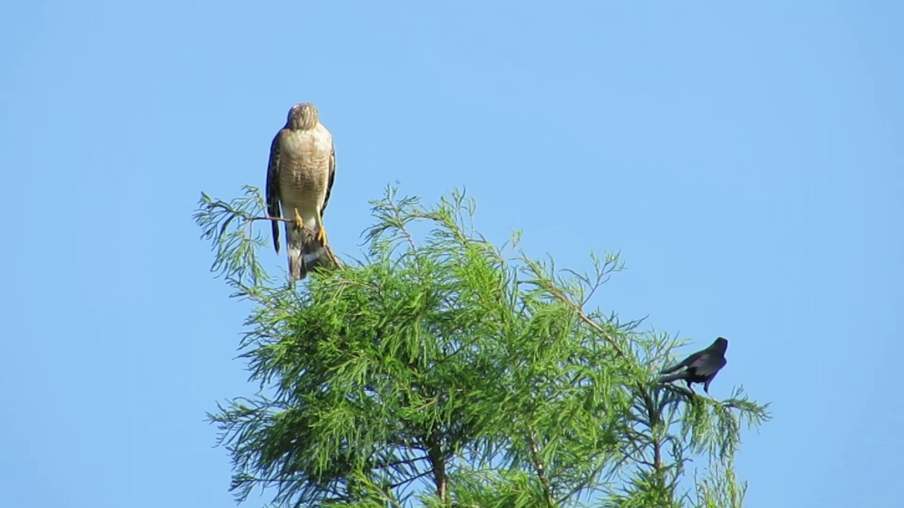 Red-shouldered Hawk being harassed by Common Grackle
