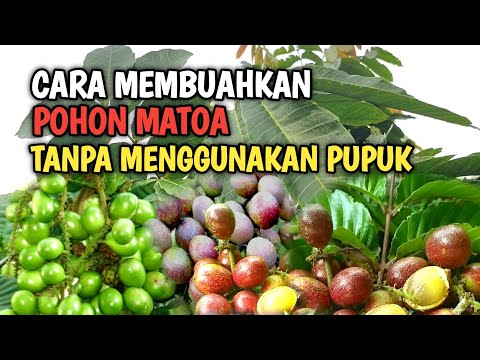 MEMBUAHKAN POHON MATOA TANPA PUPUK - LANGKAH PASTI