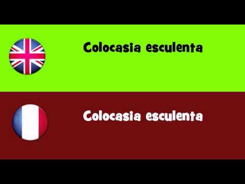 FROM ENGLISH TO FRENCH = Colocasia esculenta