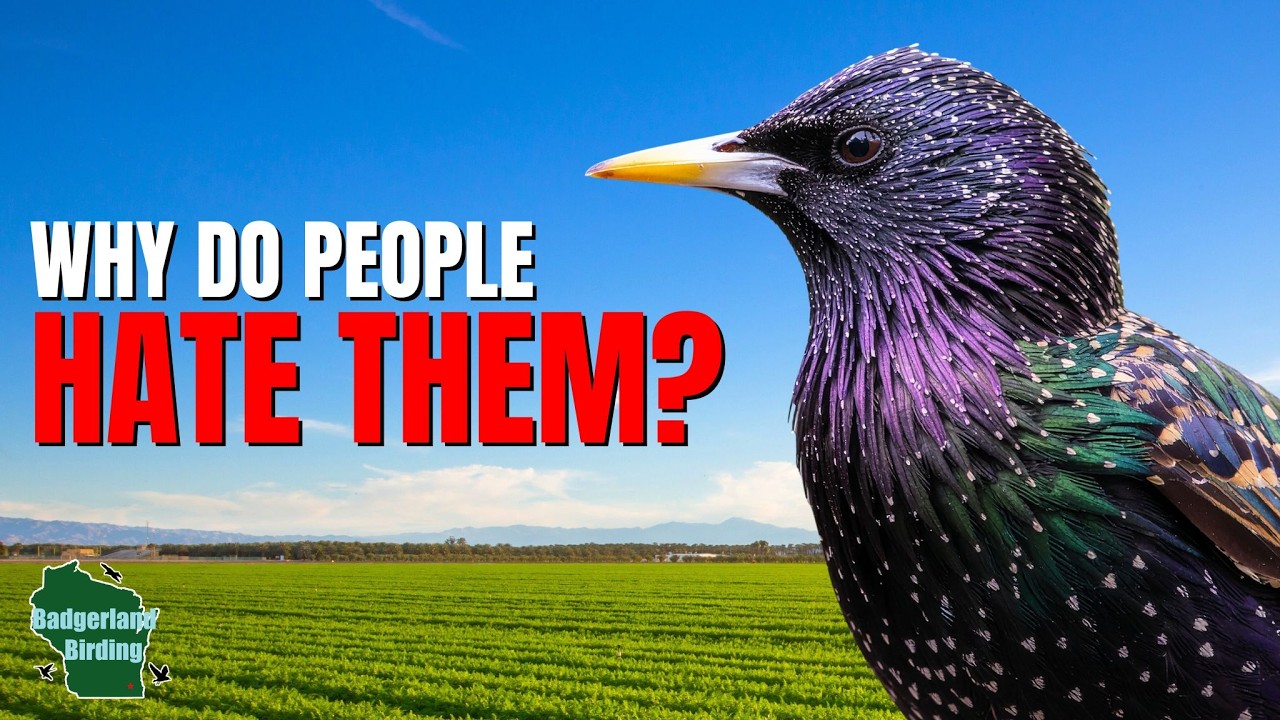 5 Things You Didn't Know About Starlings!