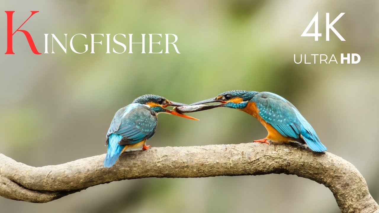 Kingfisher of the World 4K