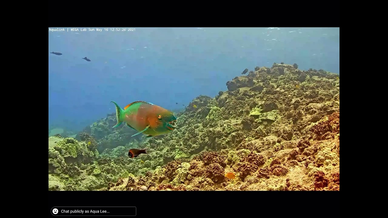 Ember Parrotfish- Uhu , Saddled Wrasse