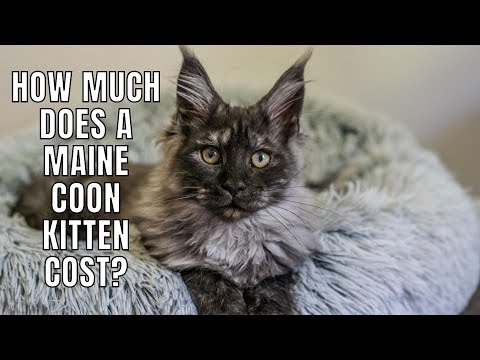 How Much Does a Maine Coon Kitten COST?
