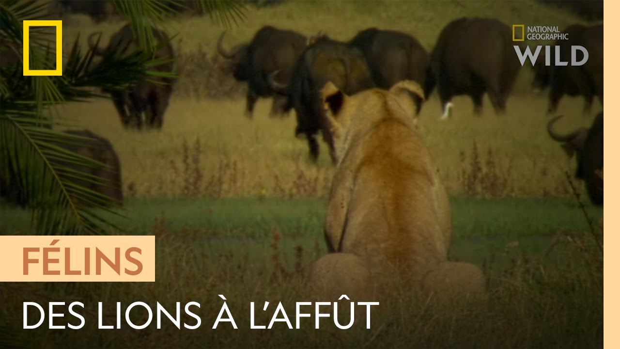 Documentaire | Naissance d’un bufflon alors que le troupeau est entouré ...