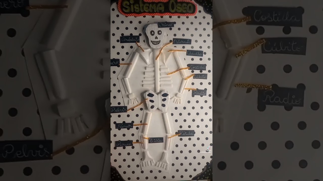 ● Maqueta Sistema Óseo consulta en el siguiente enlace:https://bit.ly/3m5W02F   #maquetasescolares