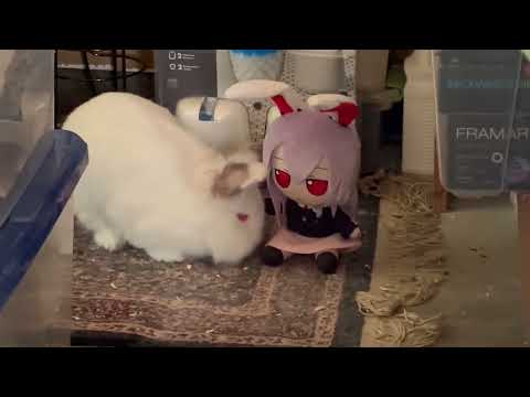 absolutely not mine, but look at this Reisen Udongein Inaba Fumo from Touhou Project
