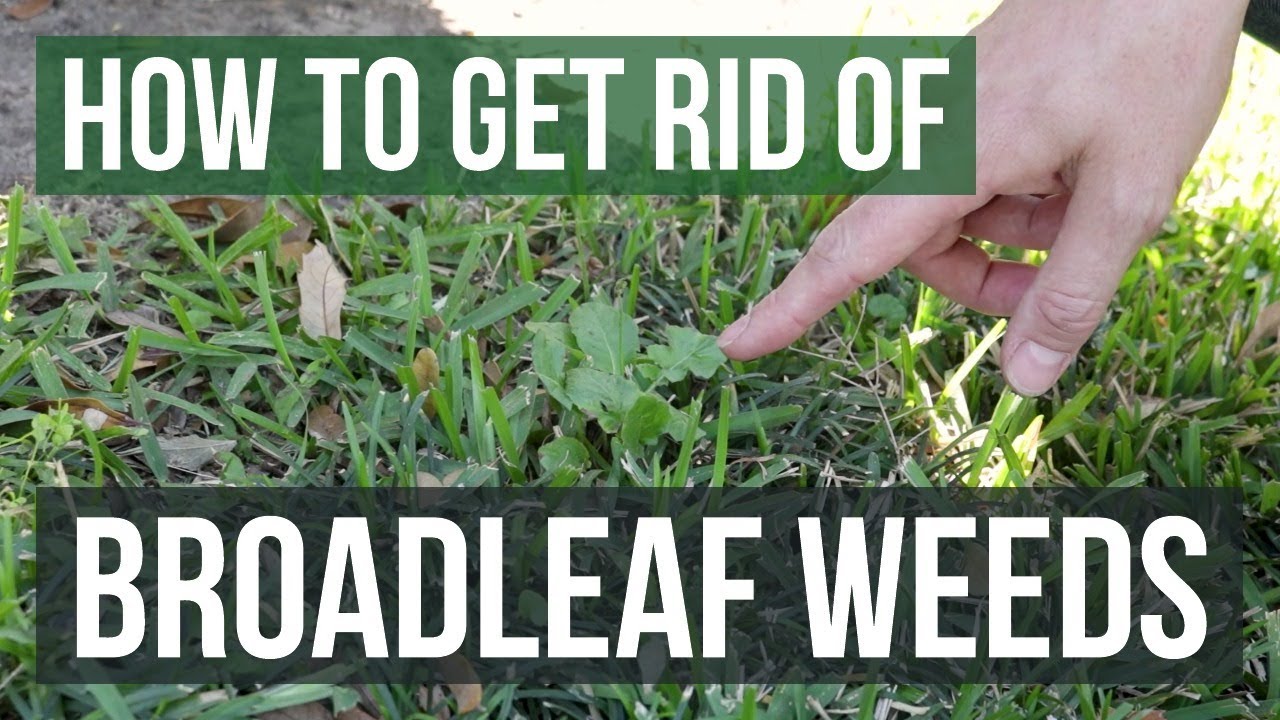 Broadleaf Weed Control: How to Get Rid of Broadleaf Weeds