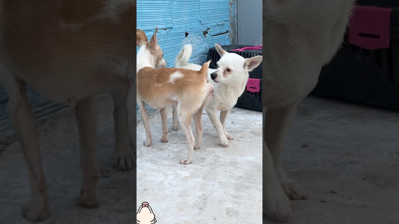 My new dogs 🤗 #dog #animals #shorts #fun #viral #pets