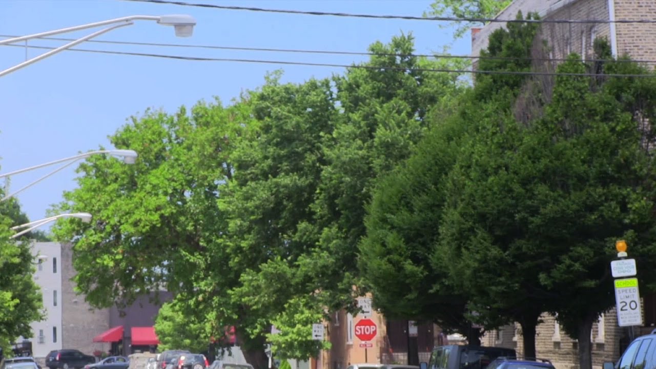 Progressive Urban Forest Management