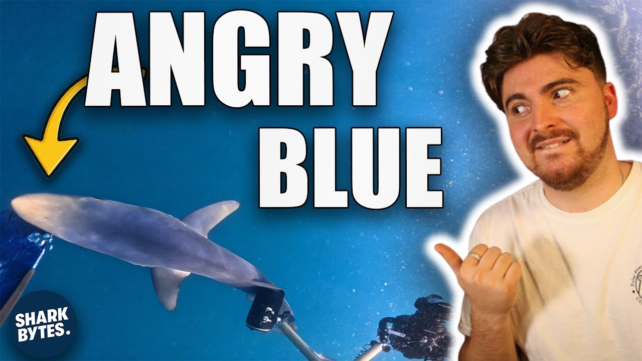 Shark Scientist Analyses His Own Shark Bite Incident