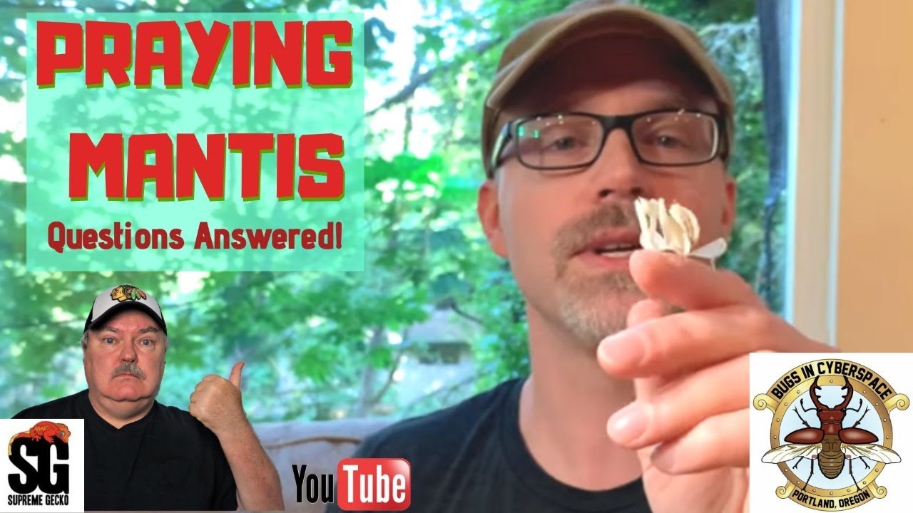 Praying Mantis - All Your Questions Answered  |  Bugs In CyberSpace