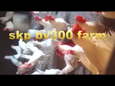 Layer Chicks - Wholesale Price & Mandi Rate for Poultry Layer Chick