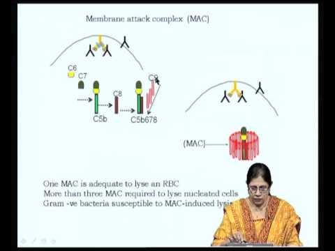 Mod-07 Lec-13 The three complement pathways