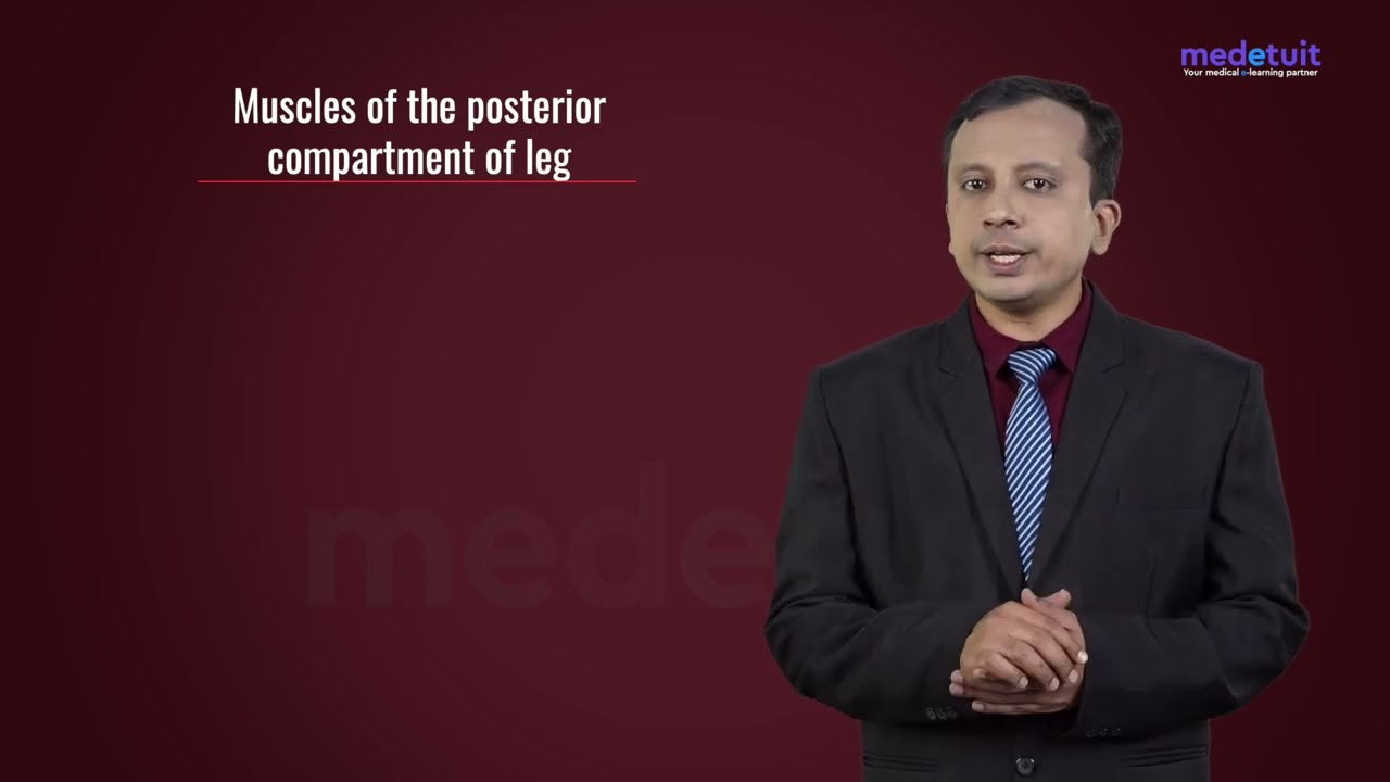 Human Anatomy - Muscles of Posterior Compartment of Leg