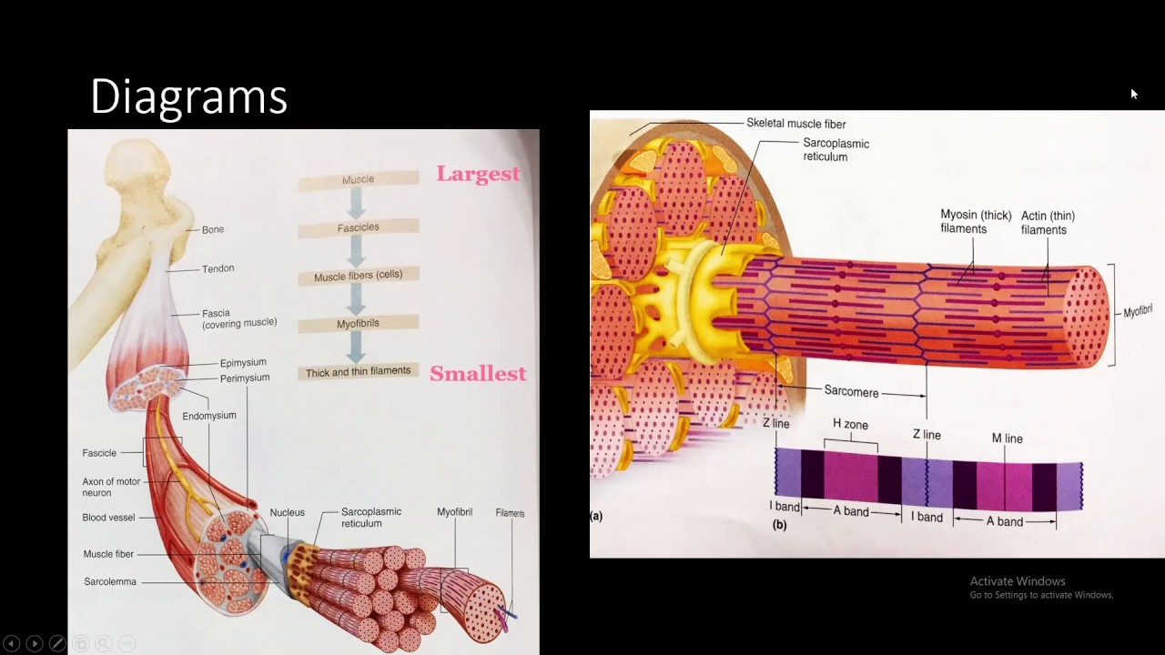 Structure of Skeletal Muscle PPT