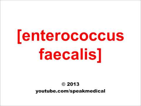 Pronounce Enterococcus Faecalis| SpeakMedical