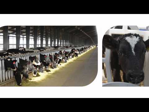 CARGILL EXPO COWS DEF VERSION