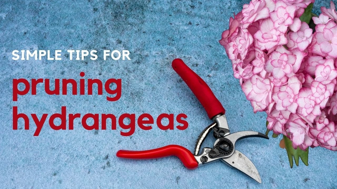 The Easy Guide to Pruning Hydrangeas