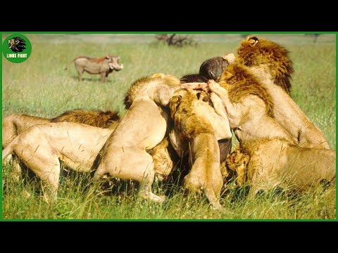 Deadliest Lion Attacks On Earth Ever Recorded | Animal Fight
