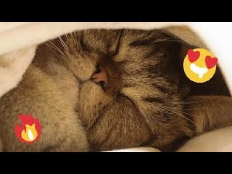 Funny Cats of the Internet || Videos funny cat #Specail3