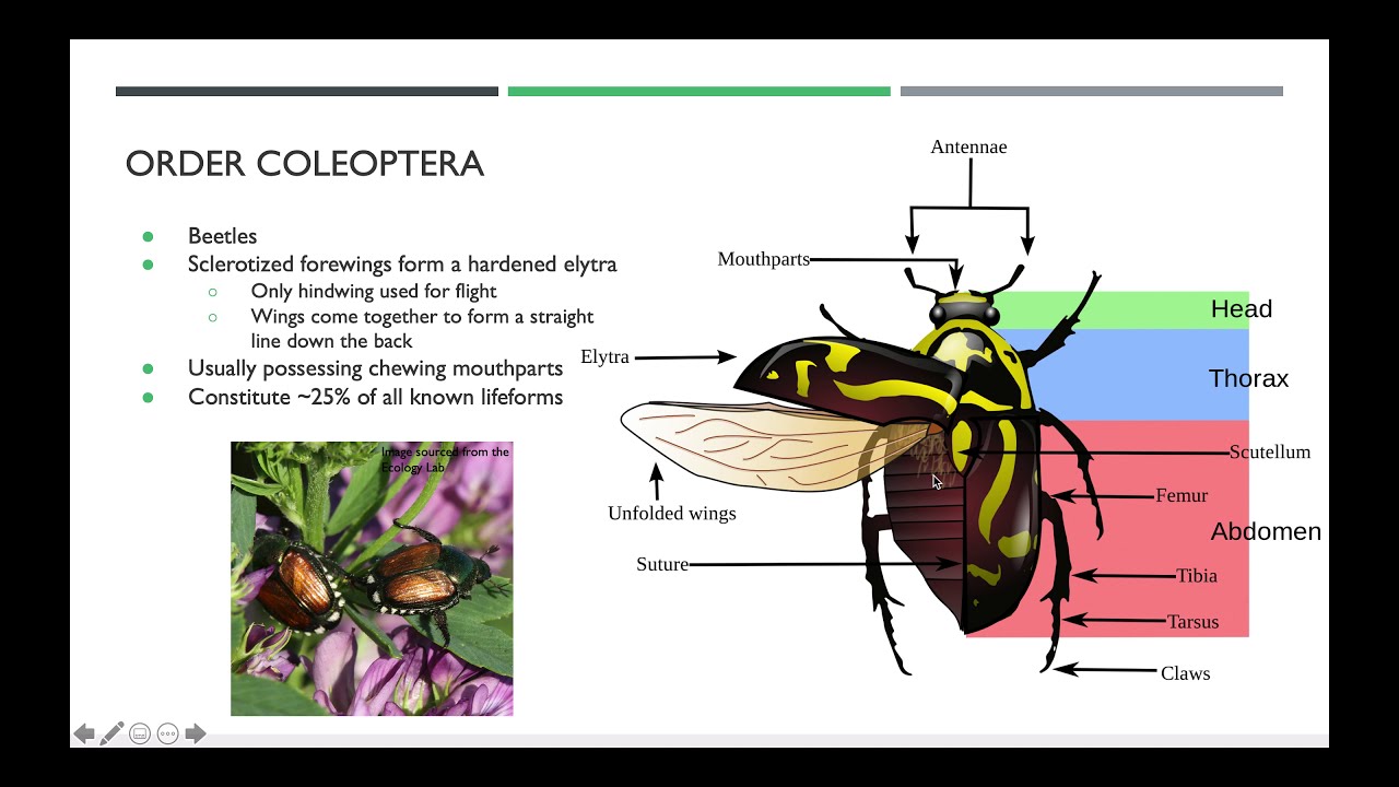 Insect Identification Webinar