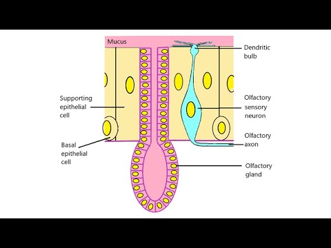 17 On his Majesty's Service Olfactory Receptors