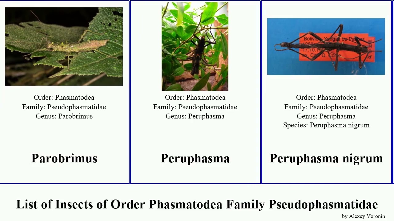 List of Insects of Order Phasmatodea Family Pseudophasmatidae stick nigrum ornata unicolor guerini