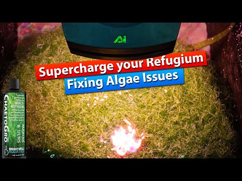 Chaeto not growing? Maximize your refugiums growth! - ATS, Chaeto Reactor, Chaetomorpha Refugium