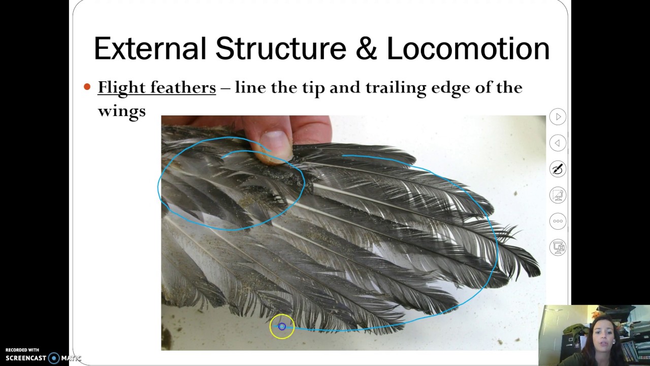 Birds - External Structures & Flight