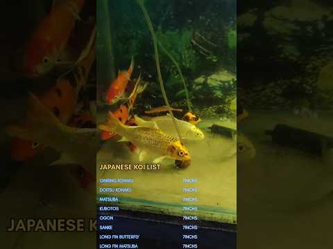 Japanese koi avilable for sale |Japanese koi| Ornamental Fish| Koi Fish | Ornamental Fish Farm|
