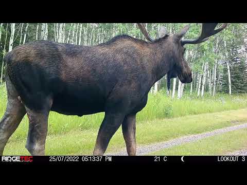 Holy Moose Nuts! – My Rocky Mountain Window