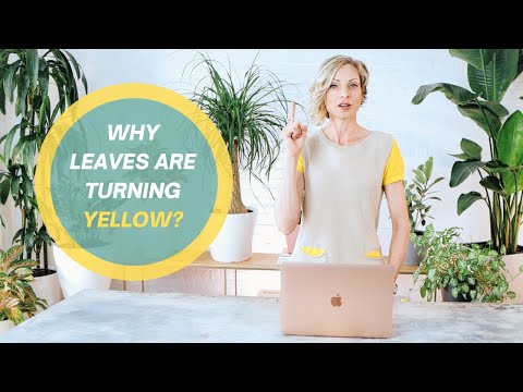 Why leaves are turning yellow I How To Fix It