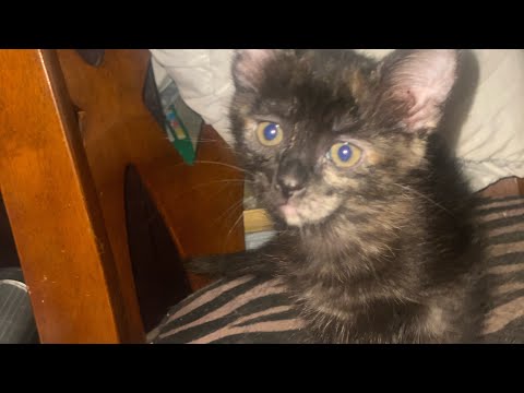 Feline Genetics Mystery: Tortoise Shell, Calico and Orange Cats