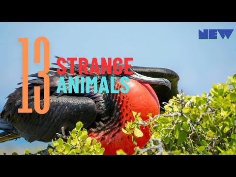 13 strange animals that lives on earth