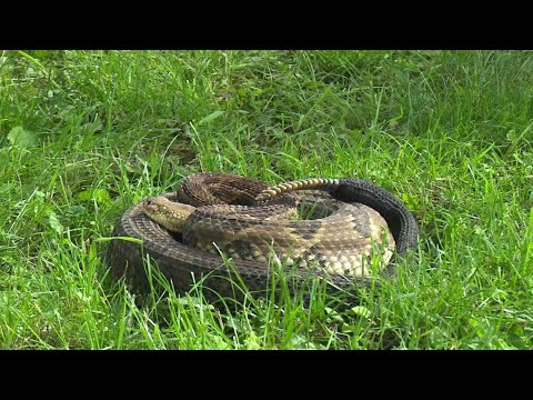 Rattlesnake Roundup in Noxen returns: Guests enjoy wildlife and music