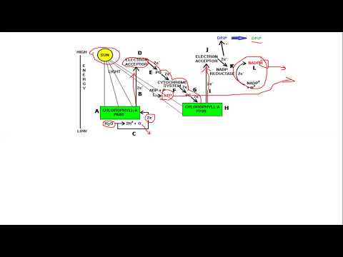Lab 6 Photosynthesis DPIP Lab