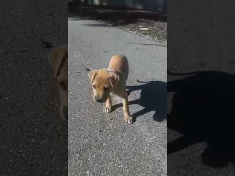 Video of adoptable pet named Lola