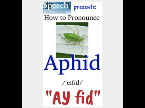 How to Pronounce Aphid