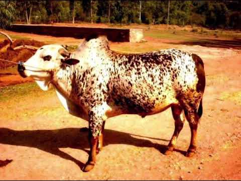 Lohani Cattle - Everything You Need To Know