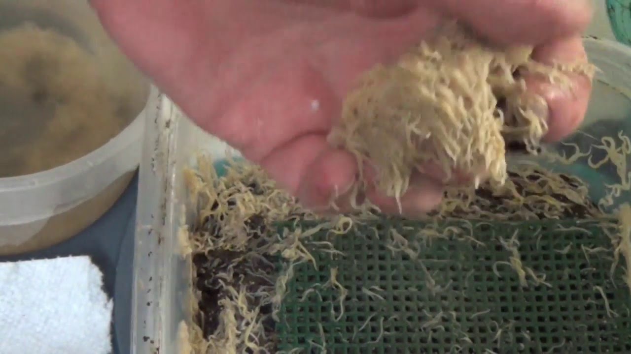 White Worms - The 10+ year method that works.