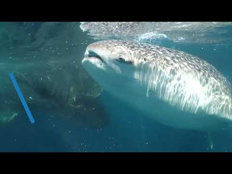 One Ocean Film Tour Vol. 4 Trailer